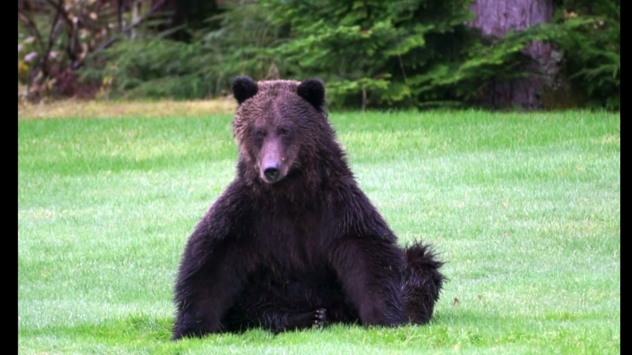 That Badass Grizzly Who Battled 4 Wolves Is Now Ready For A Little Rest ...