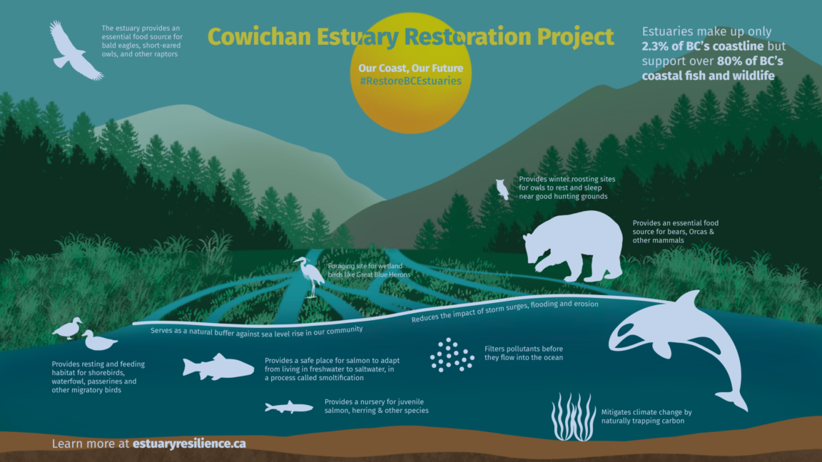 Largest-Ever Estuary Revitalization Project On Vancouver Island Stirs ...