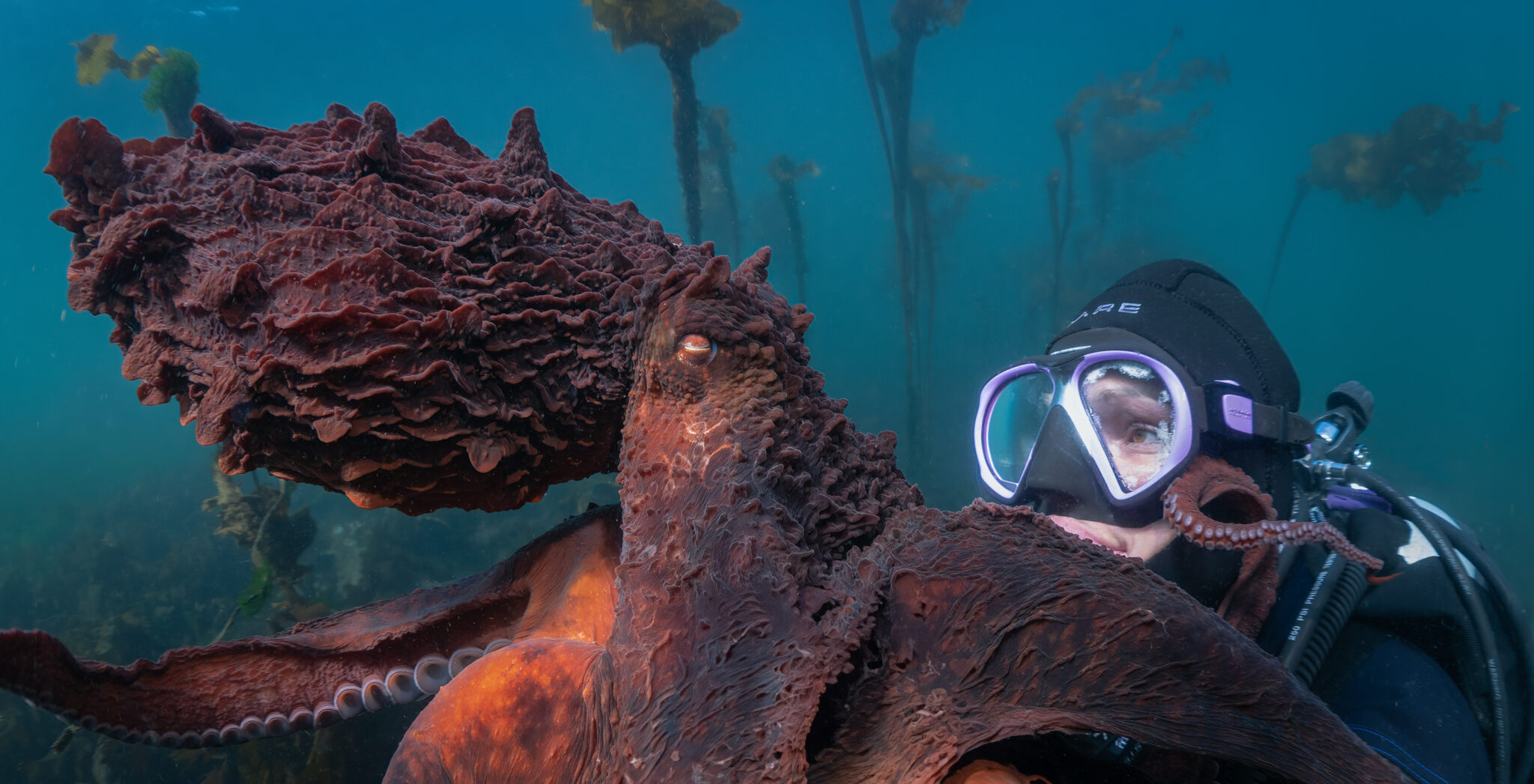 This Vancouver Island Diver-Filmmaker Went Deep on New Nat Geo Octopus ...